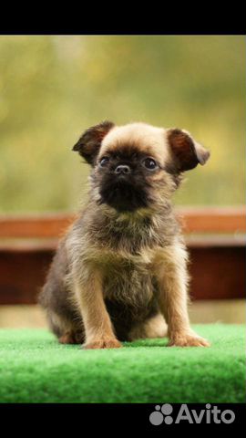 Брюссельский гриффон мальчик