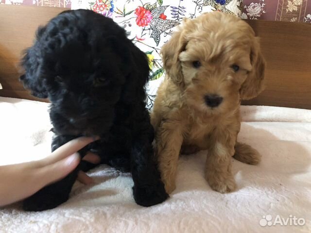 Щенки пуделя