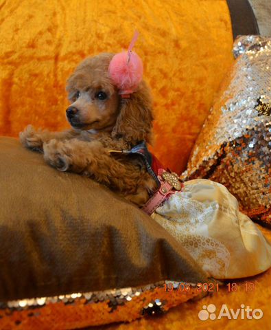 Пудель миниатюра девочка