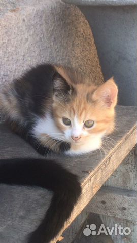 Кошка
