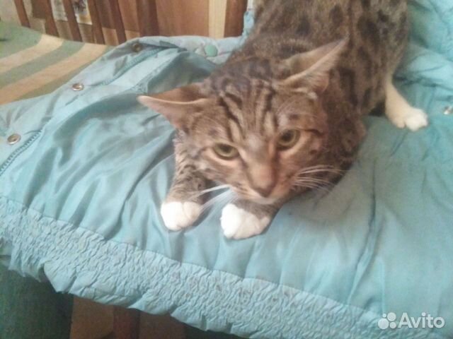 Египетская мау, котенок