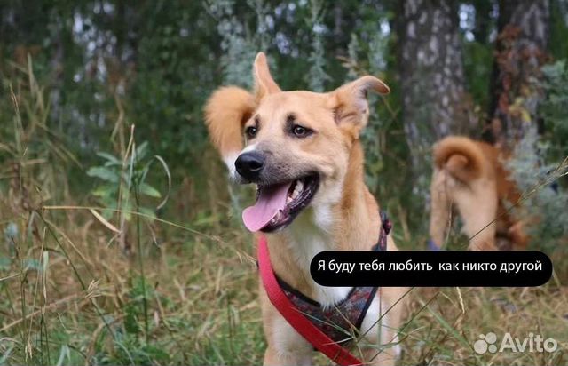 Веселый щеночек ищет любящих хозяев