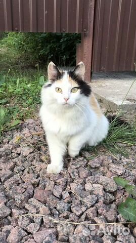 Кошка Анфиса 4 года