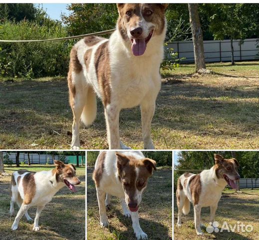 Крупная собака девочку ищет дом