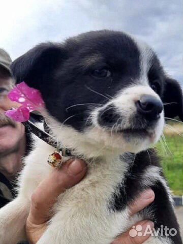 7 красавиц девчонок ищут семью