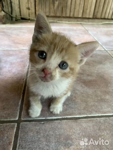 Котенок очень ищет хозяина