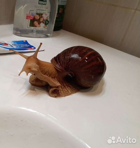 Улитки Ахатины взрослые