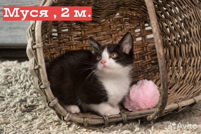 Котёнок муся, 2.мес., чёрно-белого окраса
