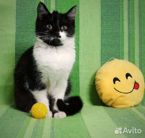 Милашка ищет дом