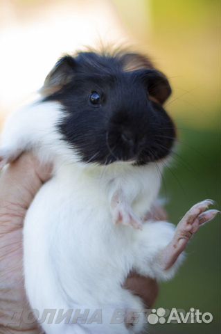 Гладкошерстные морские свинки разных окрасов