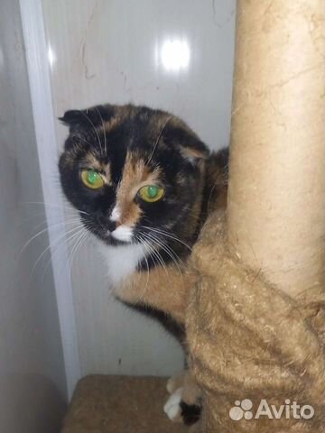 Кошки в добрые руки бесплатно