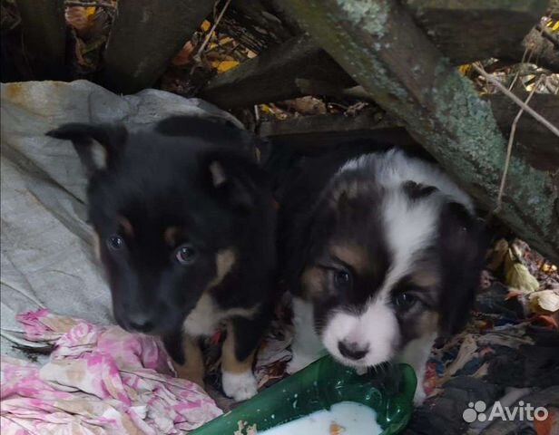 Замечательные душевные щеночки