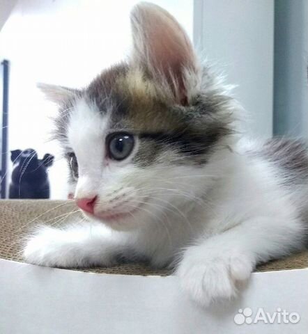 Котенок