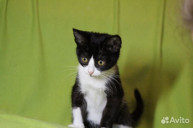 Чарли ищет дом и любимых людей