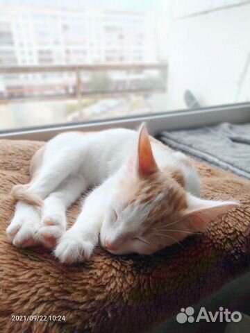 Отдам кота в добрые руки