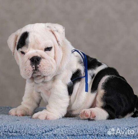 Арчи - мальчик-красавчик)