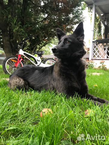 Красавица Адель (Дели) ищет дом