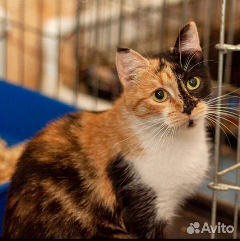 Кошка уникального окраса в добрые руки