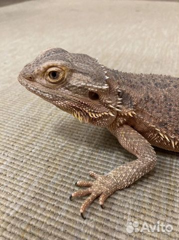 Бородатая агама