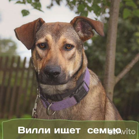 Вилли ищет мампап