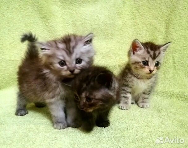 Британские котята
