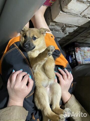 Собака