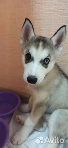 Сибирский хаски