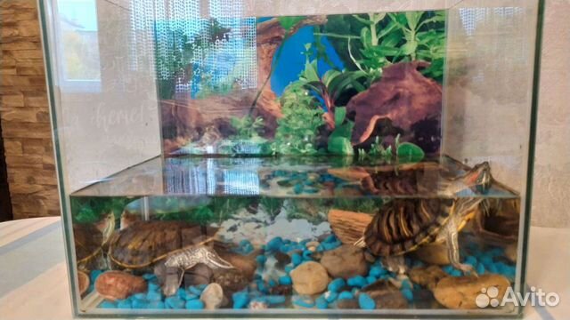 Красноухие черепахи (пара)