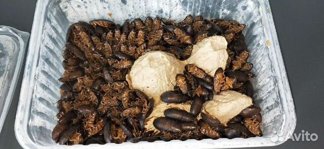 Мраморные тараканы