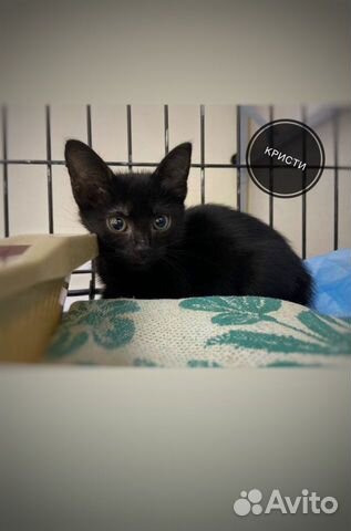 Крошка Кристи еще котенок и ищет маму