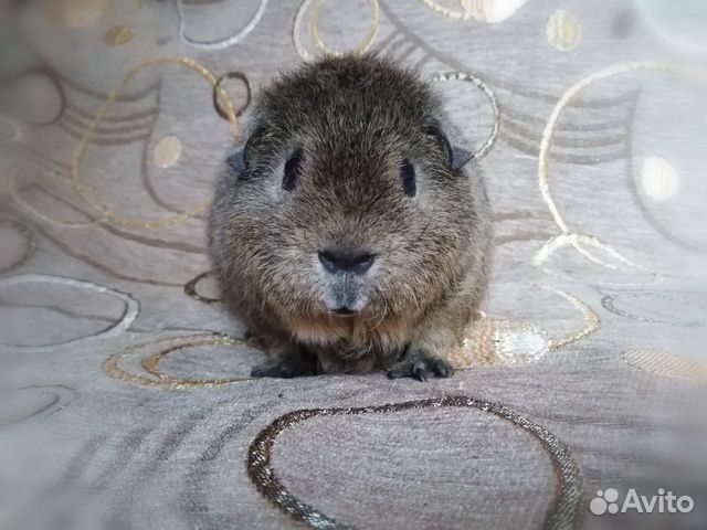 Морская свинка американский тедди