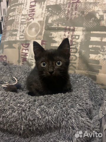 Багира ищет дом