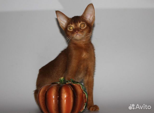 Абиссинский котик соррель Pumpkin