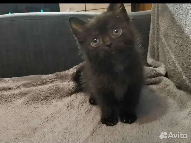 Котенок медвежонок