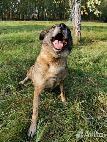 Дуняшка ищет дом