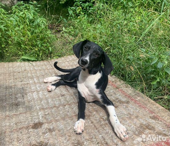 Метис курцхаара в добрые руки