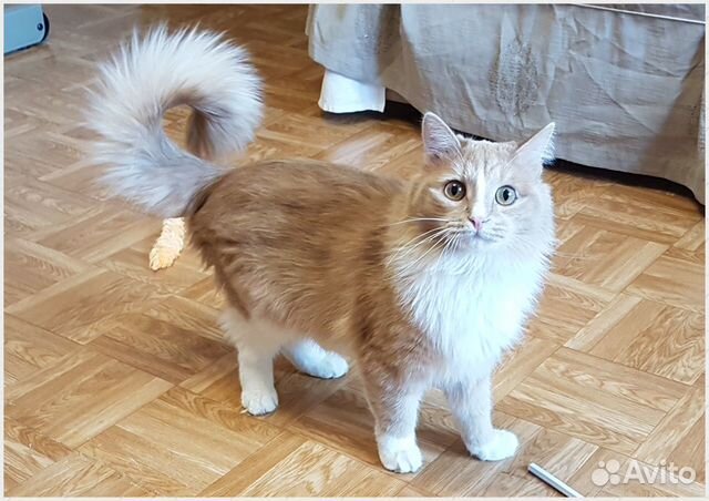 Персик, котик 1 год