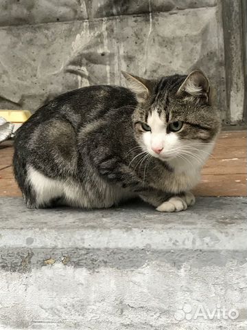 Благородный умный кот ждет друга