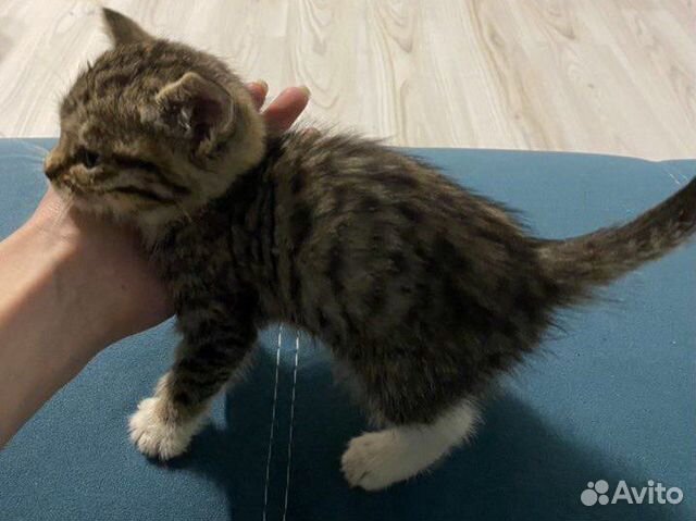 Шотладский котенок