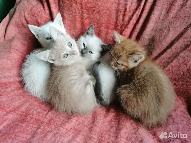 Котята в добрые руки бесплатно.,1.5 мес., едят сам