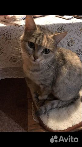 Кошечка Марта(2,5 года)