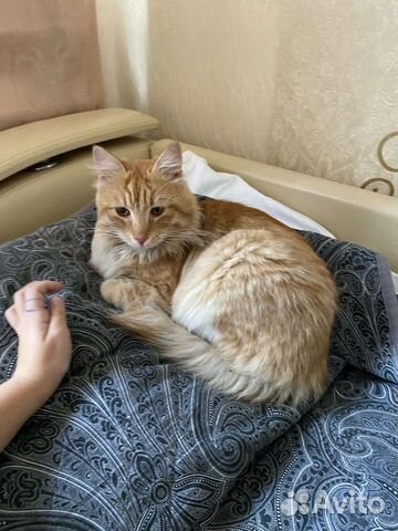 Найден кот р-н Матвеевская