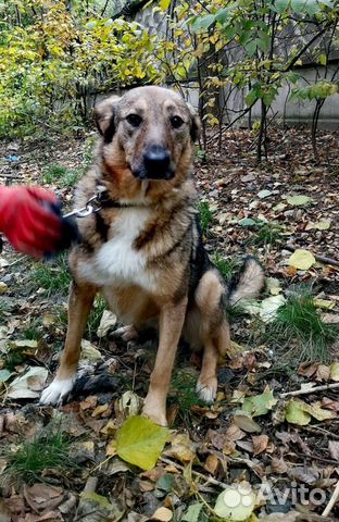 Маленькая собачка в дар, в добрые руки