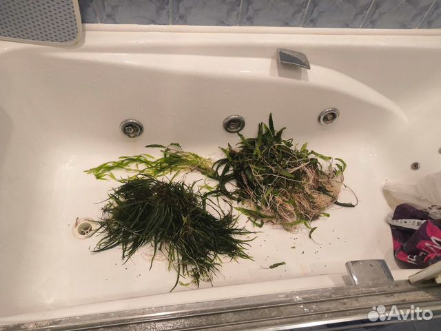 Прополка 02.10.21