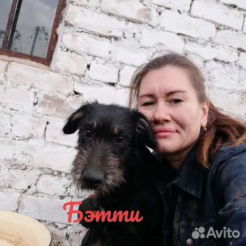 Собака стерилизованная