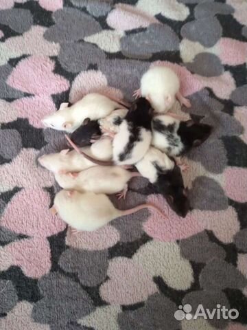 9 крысят (5 белых) (4 черно белые 2 глаткошерстый)