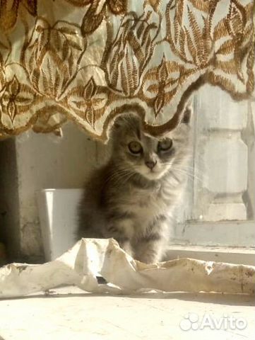 Кошка британка