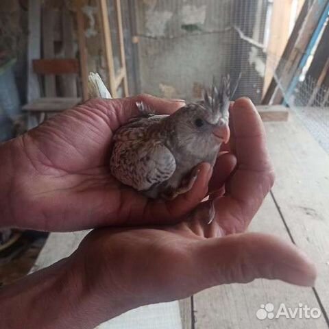 Попугай корелла