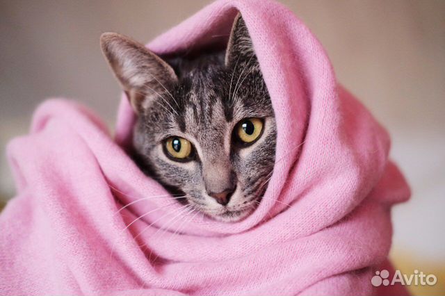 Кошечка серая пантерка