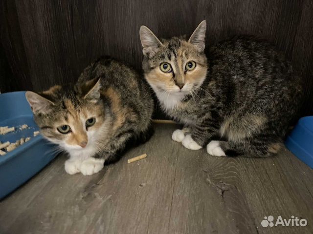 Котенок в дар